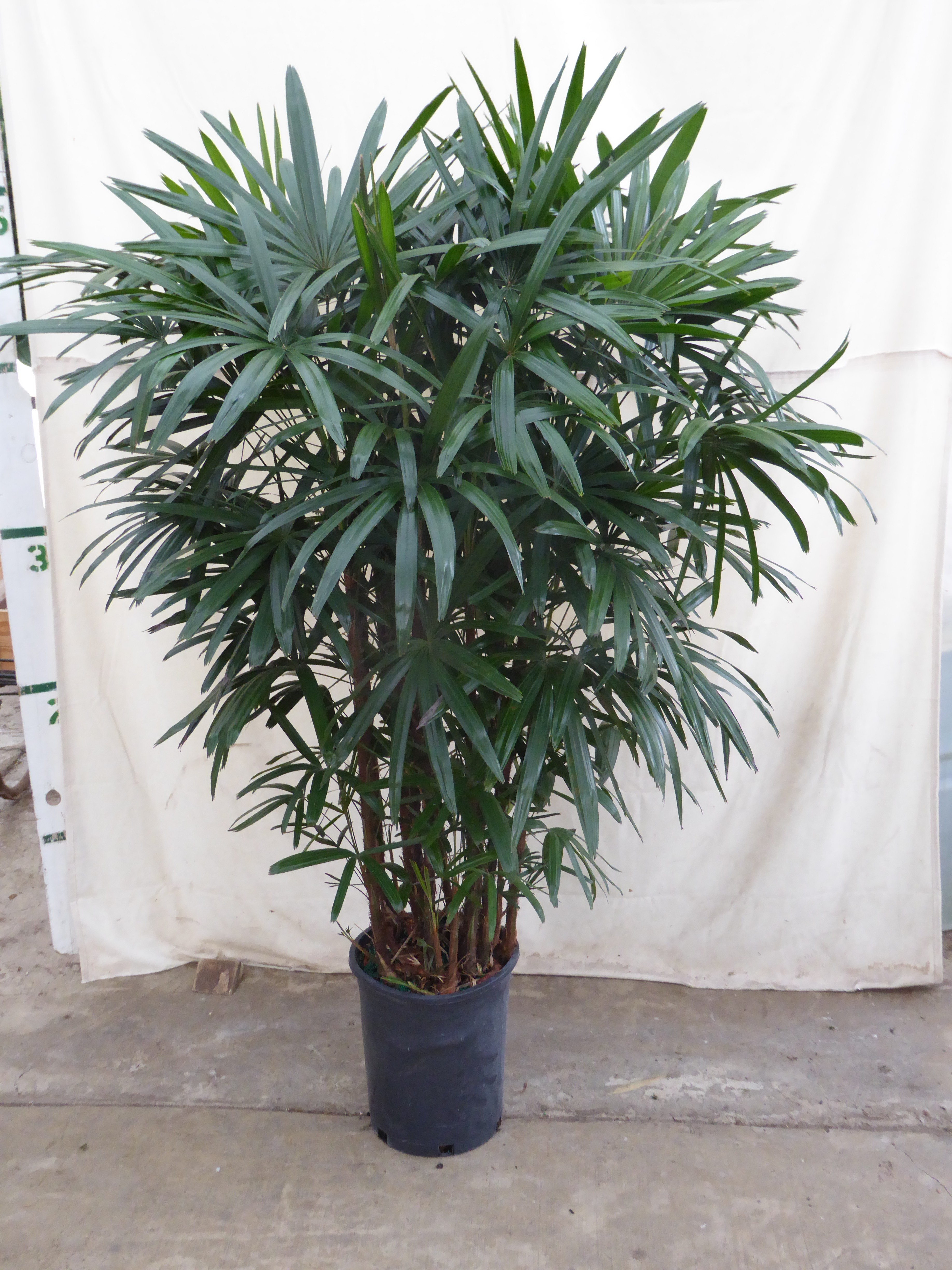 10″ Rhapis Excelsa | westcoastnurseries