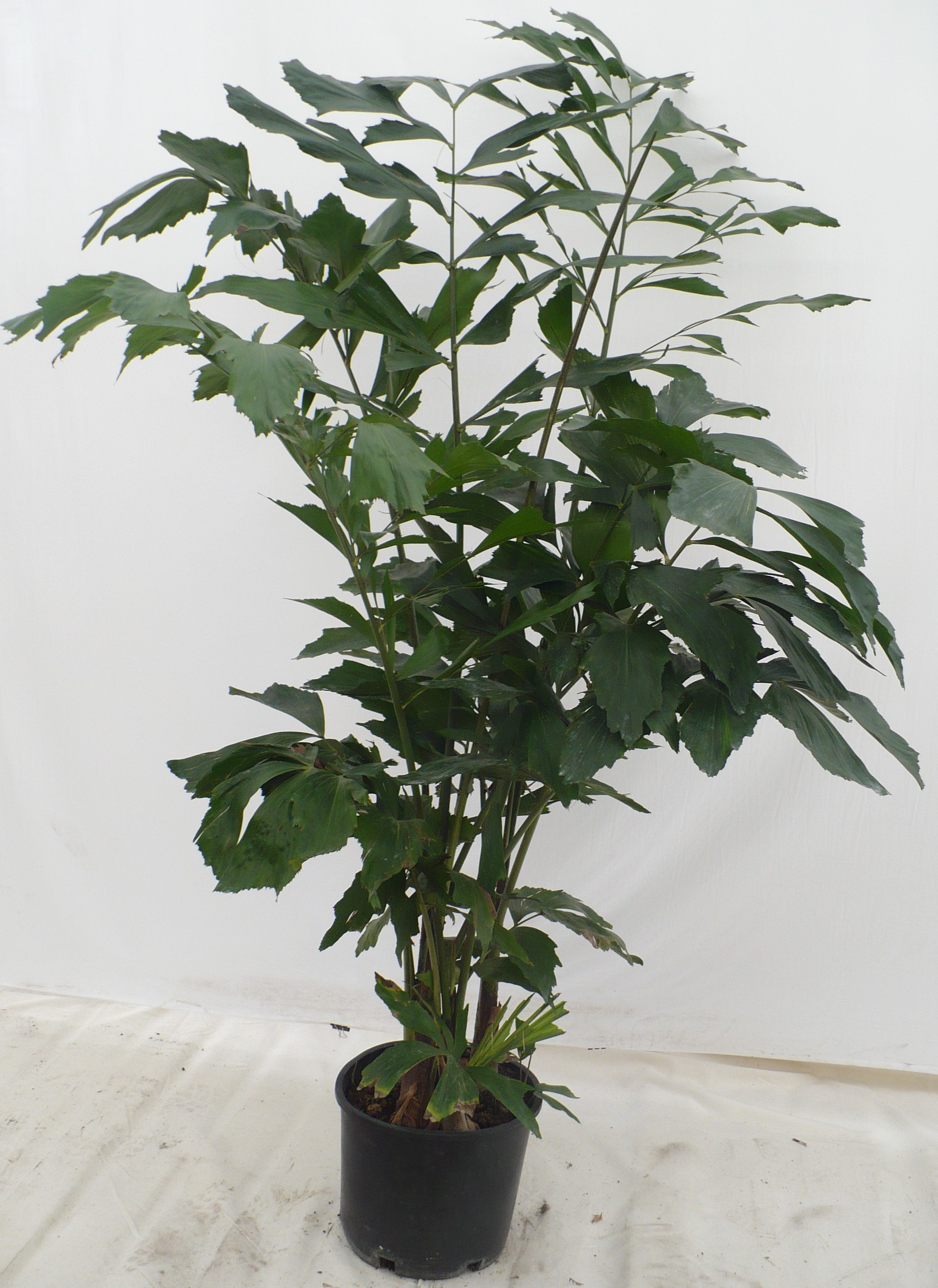 10g Caryota Mitis | westcoastnurseries